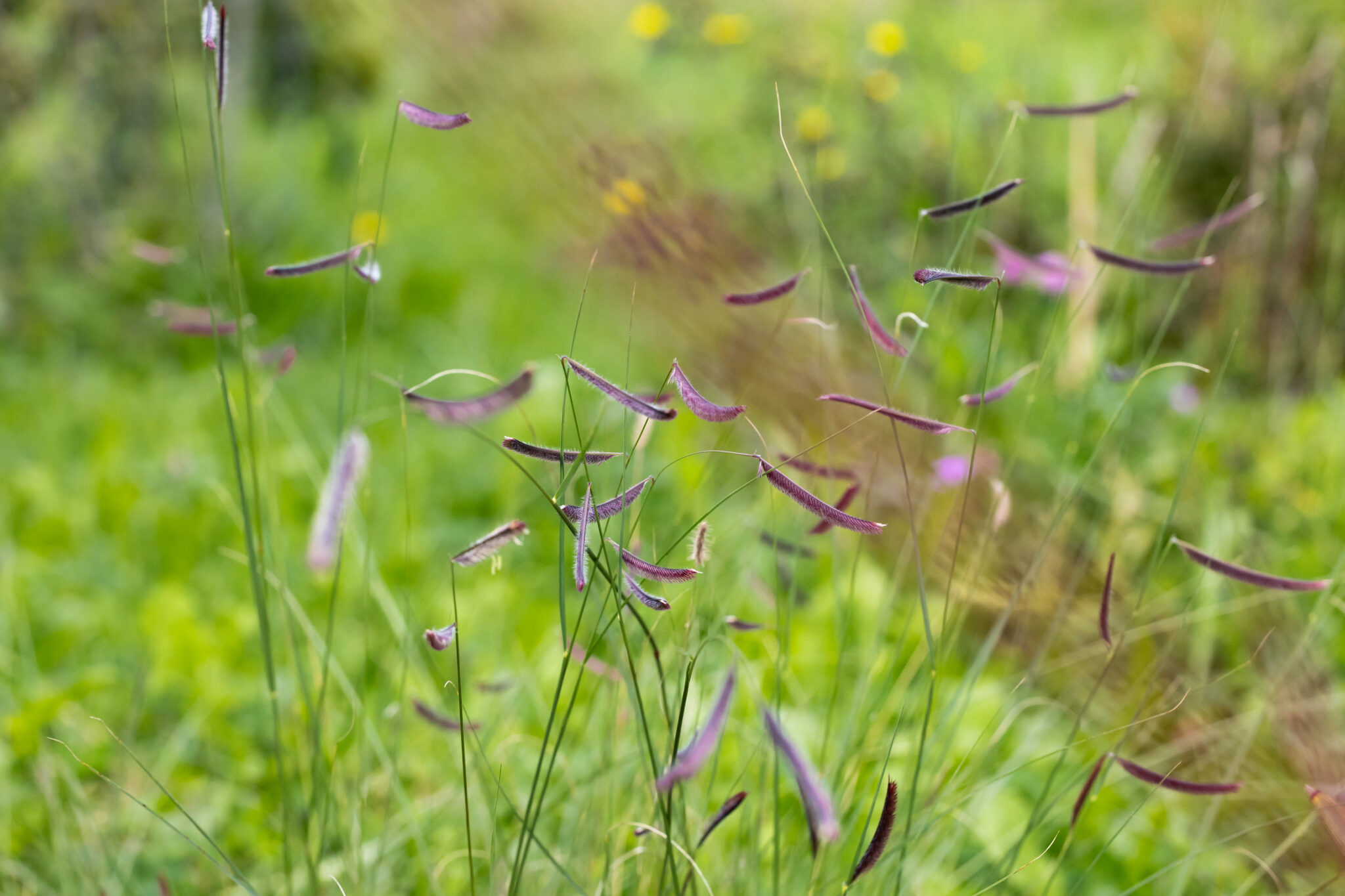 Okrasne trave – Biotsko pestri vrtovi